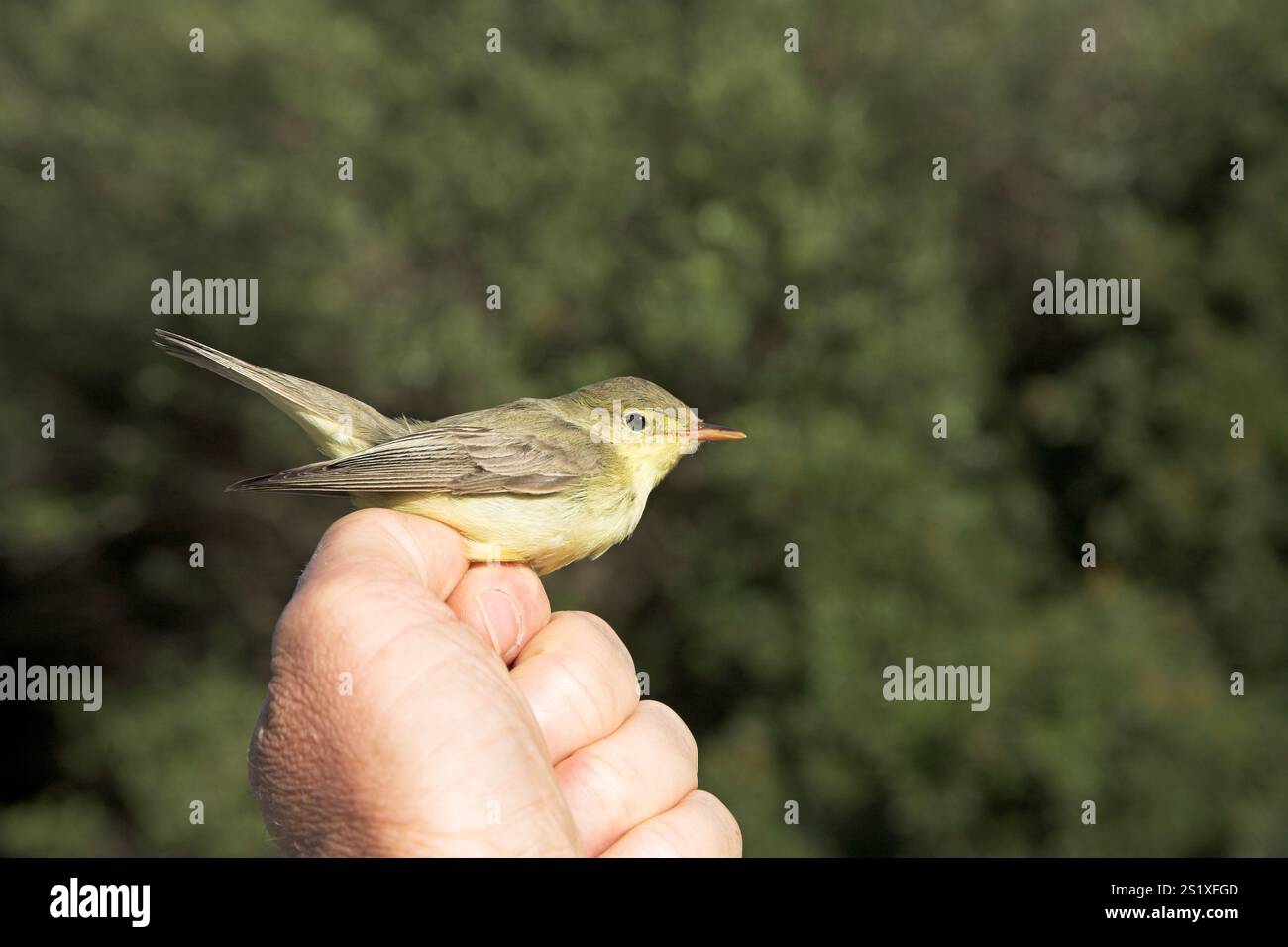 Icterine warbler Hippolais icterina caught for ringing Corsica France Stock Photo - Alamy