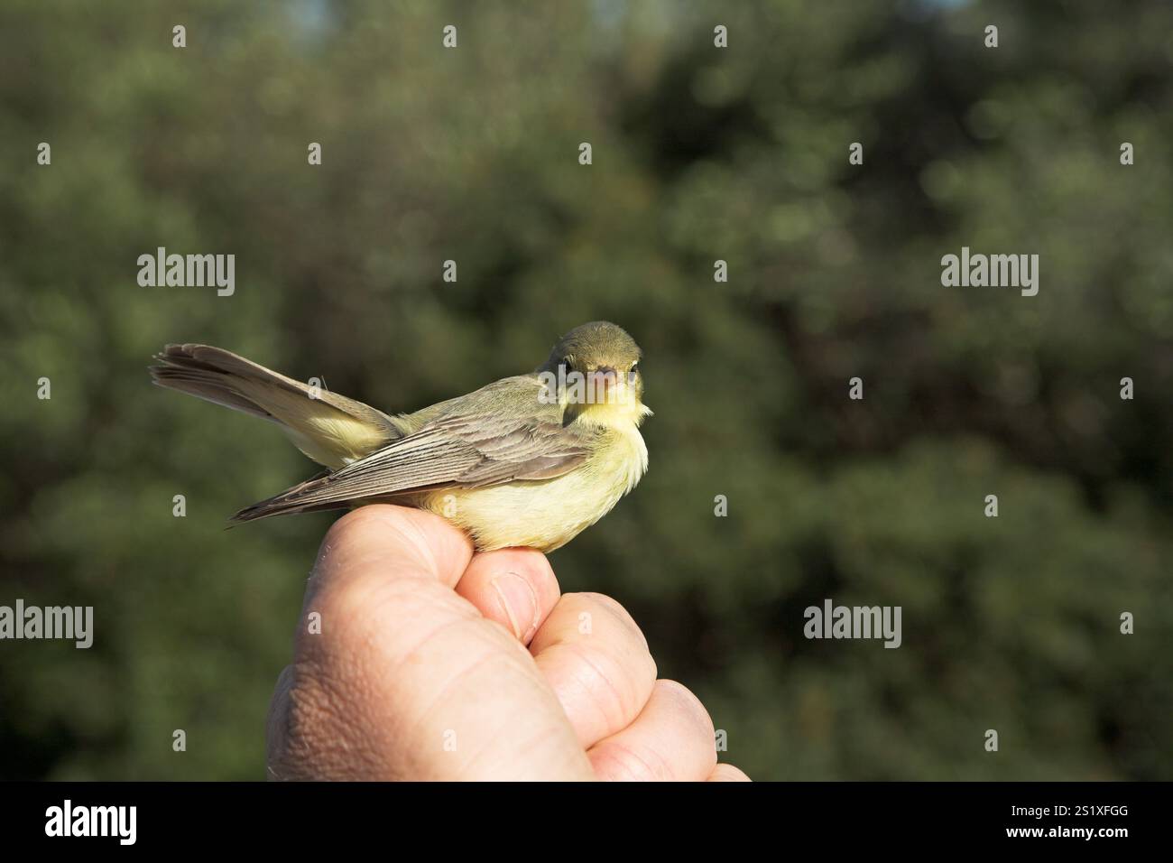 Icterine warbler Hippolais icterina caught for ringing Corsica France Stock Photo - Alamy