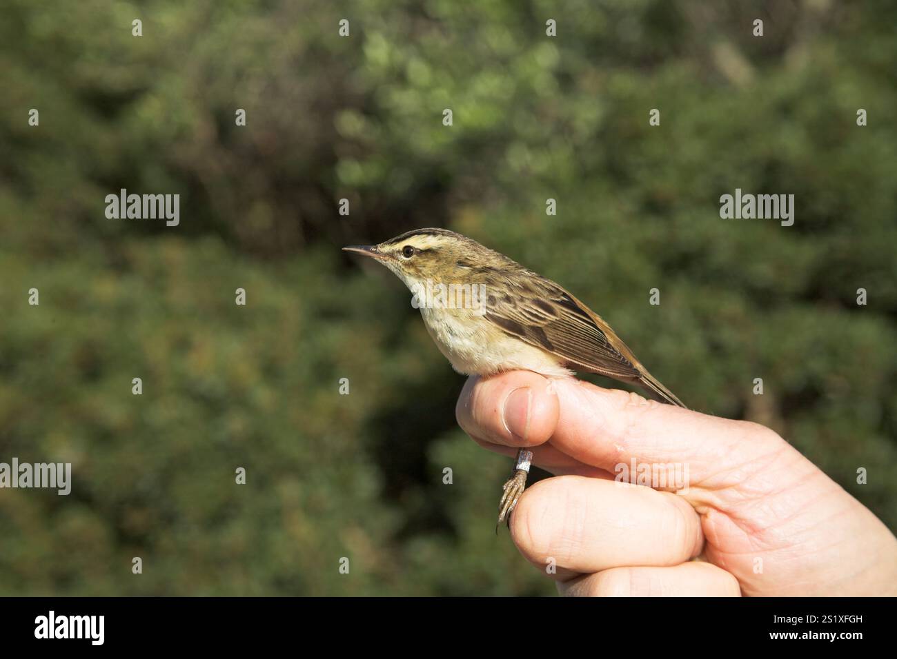 Sedge warbler Acrocephalus schoenobaenus caught for ringing Corsica France Stock Photo - Alamy