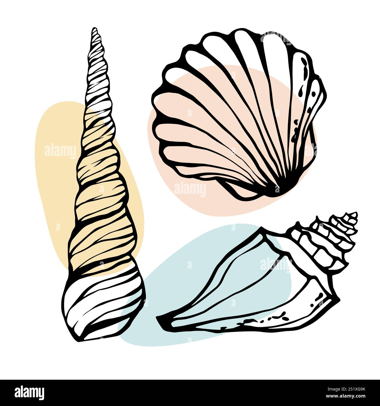 Hand drawn ocean conch and clam shells collection Seashells set ...