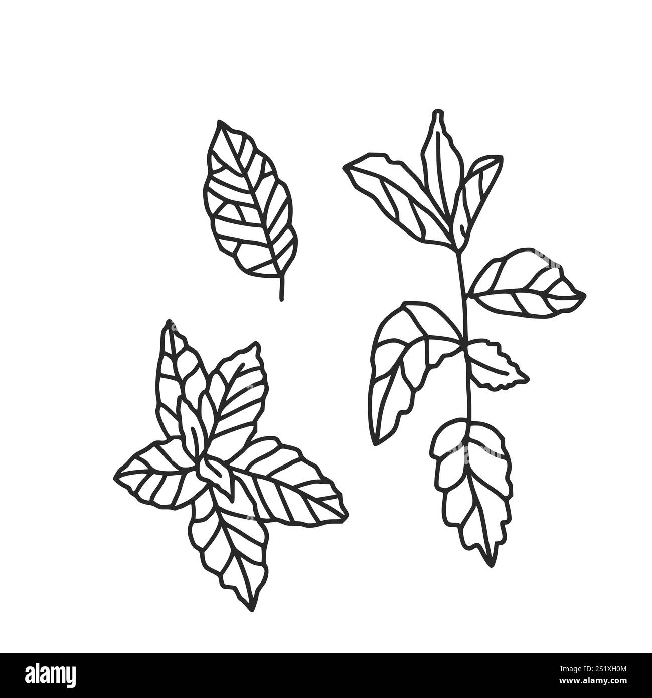 Mint doodle culinary herb. Vector hand drawn illustration isolated on ...