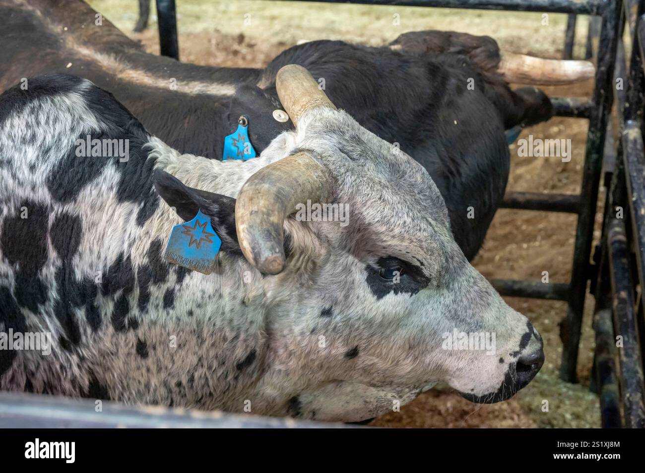 Bulls seen in the bull pen area during the second round of the ...