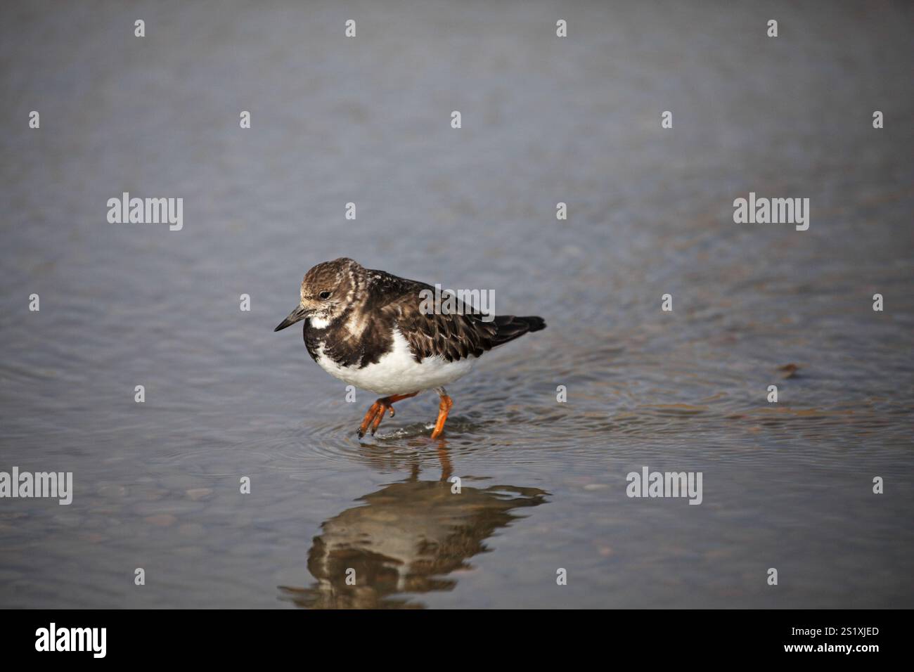Ruddy turnstone Arenaria interpres in gravel car park Salthouse Norfolk ...