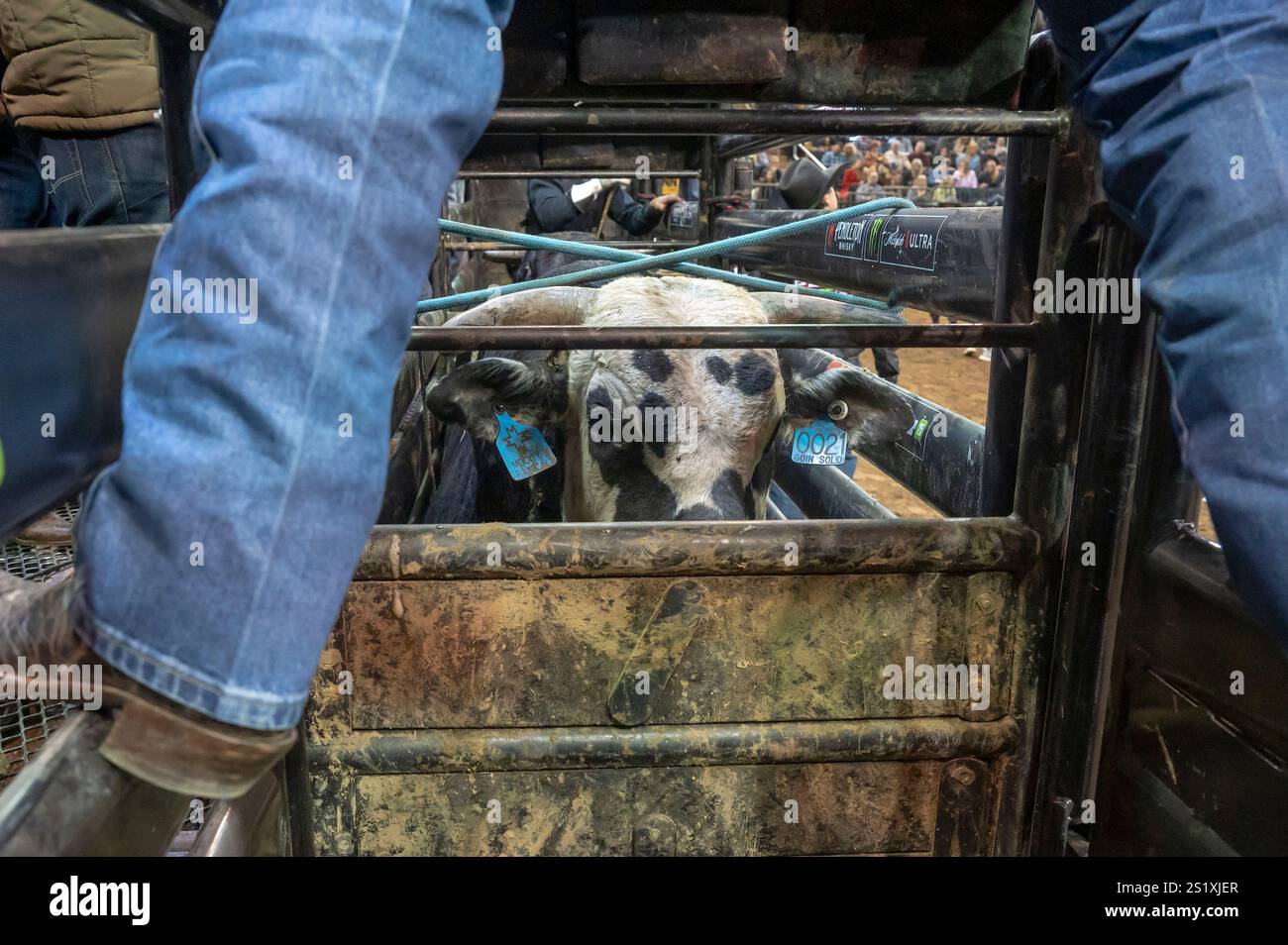 Goin' Solo seen in the chute during the second round of the ...