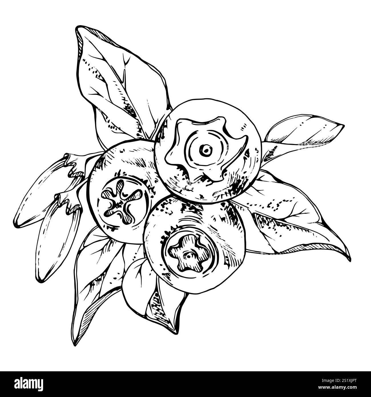 Blueberry blackberry with white line bell flowers, hand drawn in ink ...