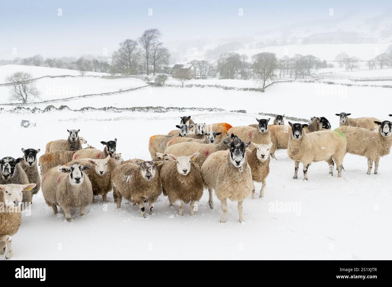 Weather, Hawes, North Yorkshire, UK. 5th Jan, 2025. Sheep waiting for ...