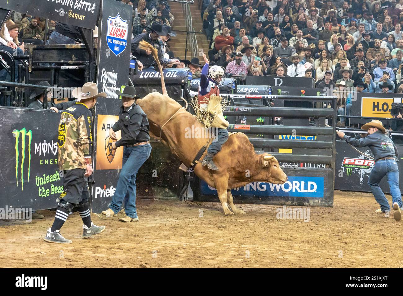 New York, United States. 04th Jan, 2025. Hudson Bolton rides Big X ...
