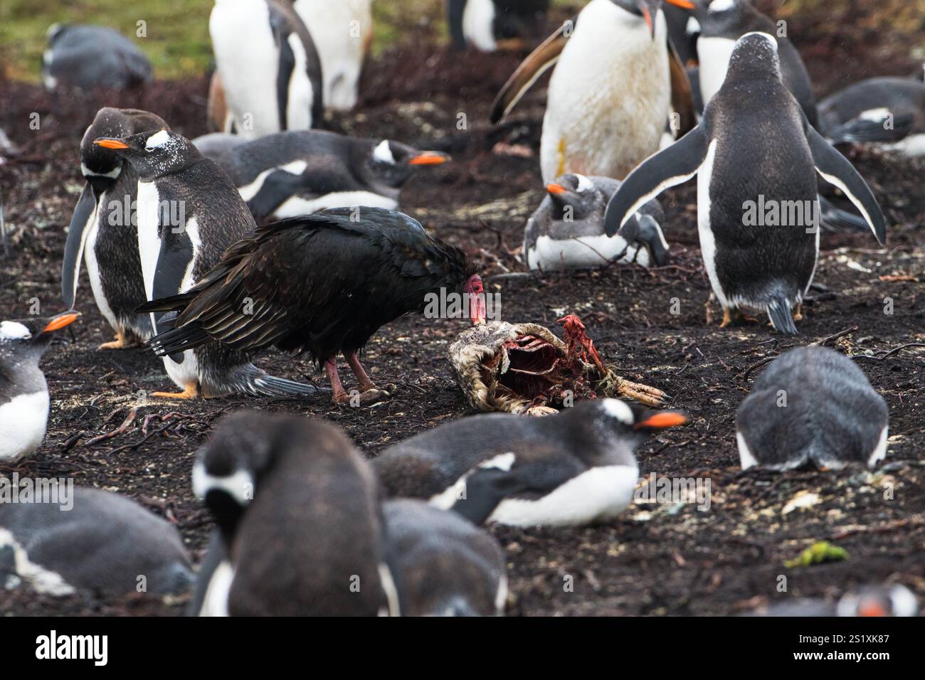 Turkey vulture Cathartes aura jota with carrion amongst nesting Gentoo ...