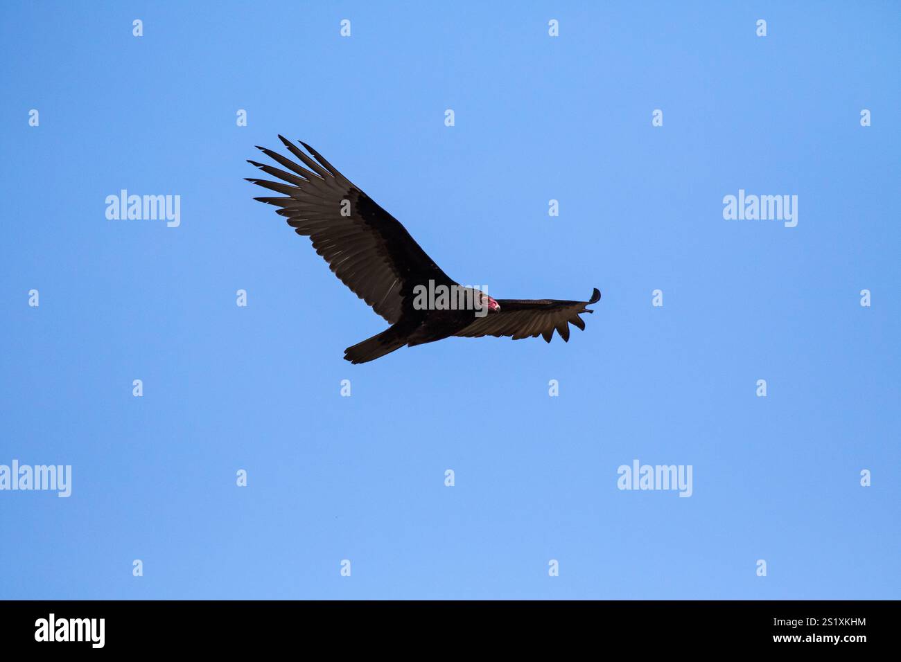 Turkey vulture Cathartes aura in flight, Anahuac National Wildlife ...