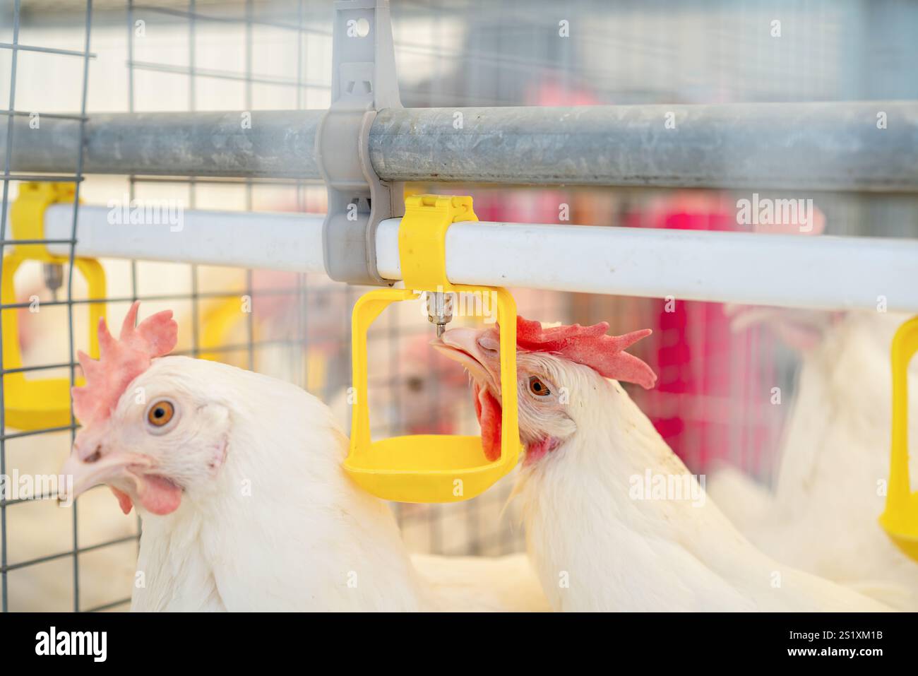 Dekalb white hen drinking water from dispenser in cage in poultry Stock ...