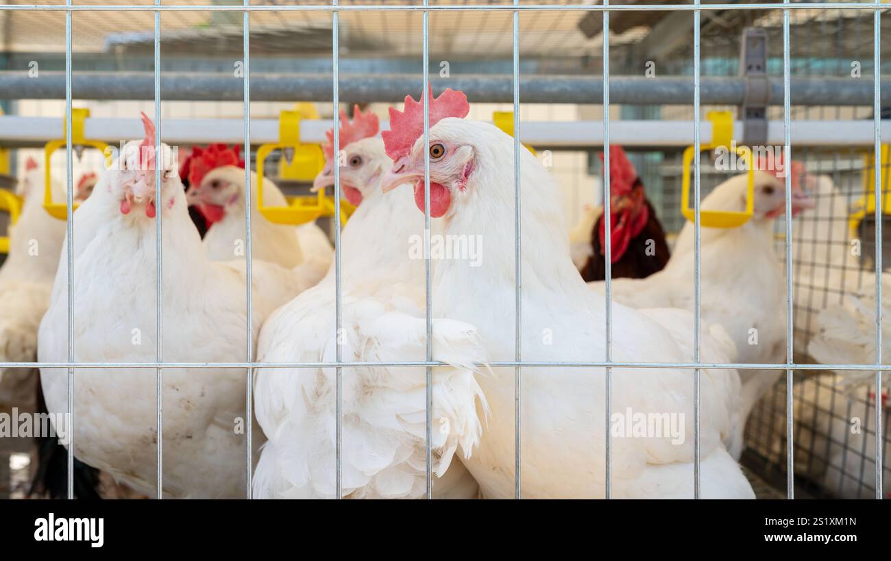 Dekalb White hens in cage in poultry farm Stock Photo - Alamy