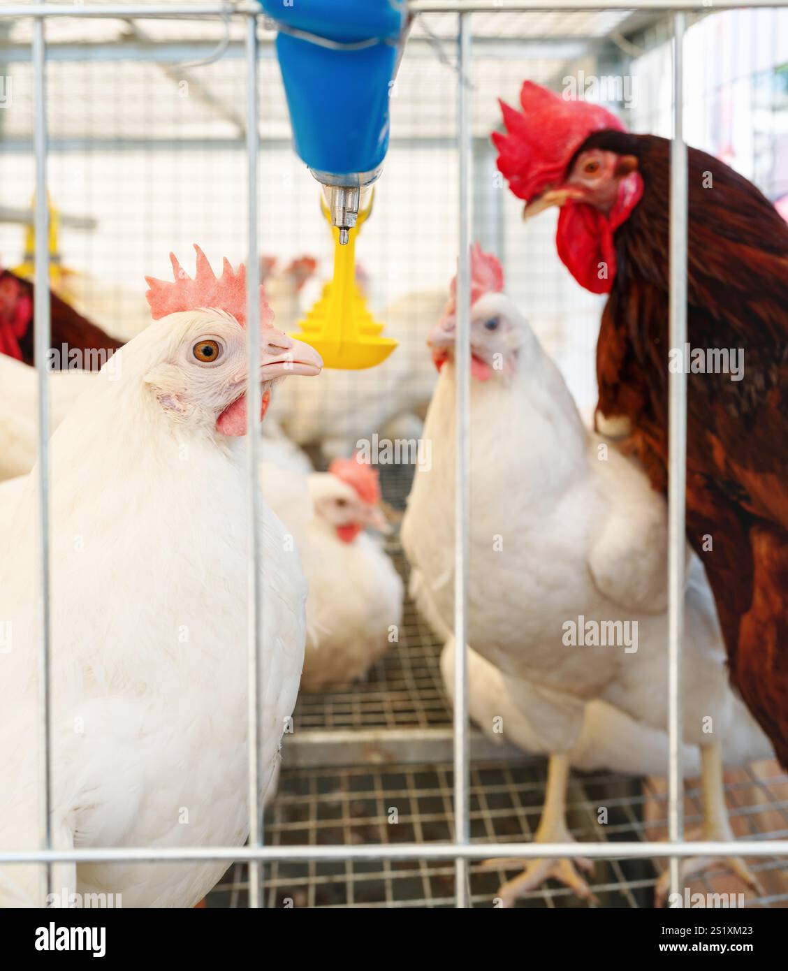 Hens and rooster in cage in poultry farm Stock Photo - Alamy