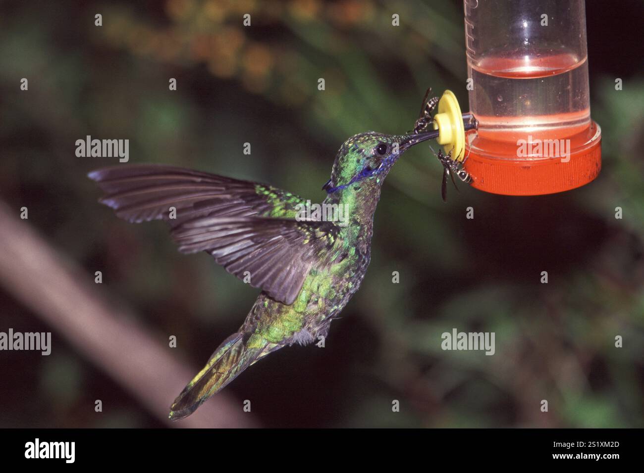 Sparkling violetear Colibri coruscans at hummingbird feeder Tandayapa ...