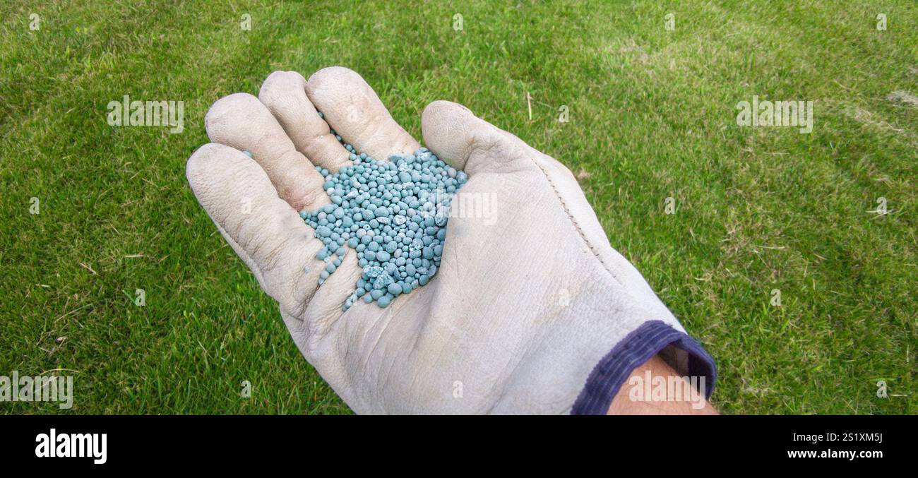 Grass fertilization with granulated phosphor. The gardener holds a ...