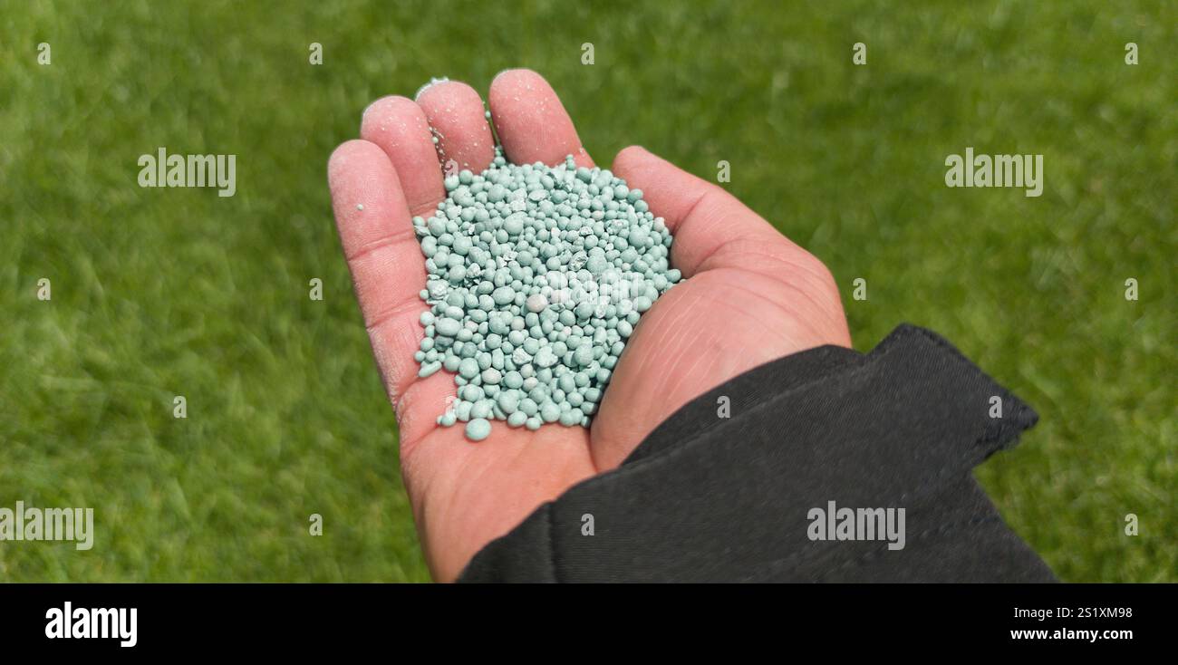 Grass fertilization with granulated phosphor. The gardener holds a ...