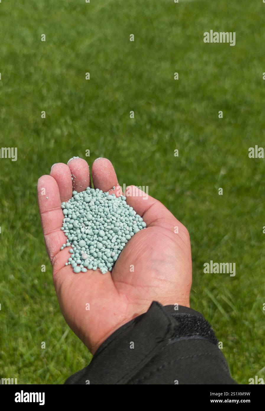 Grass fertilization with granulated phosphor. The gardener holds a ...