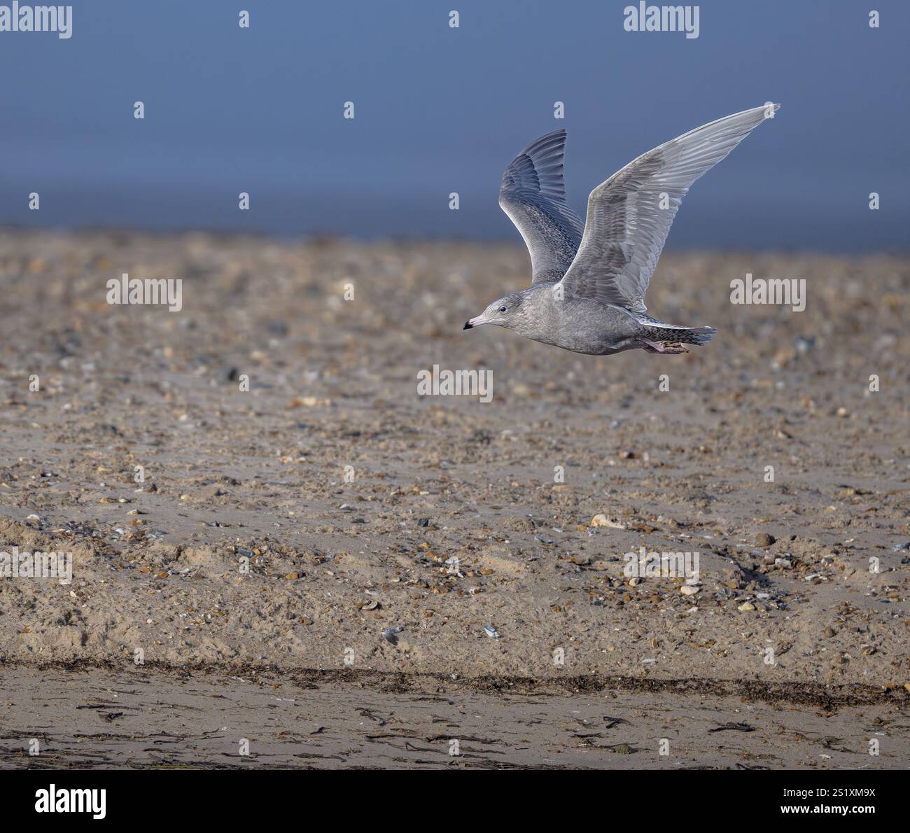 A Juvenile Glaucous Gull Larus hyperboreus seen inflight over the ...