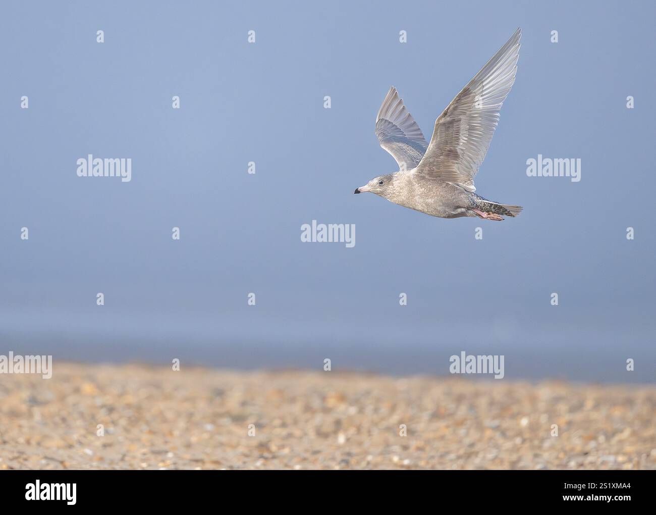 A Juvenile Glaucous Gull Larus hyperboreus seen inflight over the ...
