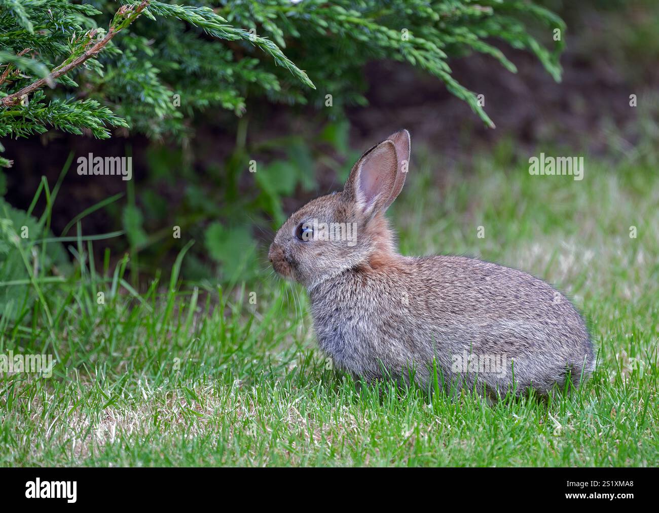 A garden juvenile Rabbit chewing on grass stems in a North Norfolk ...