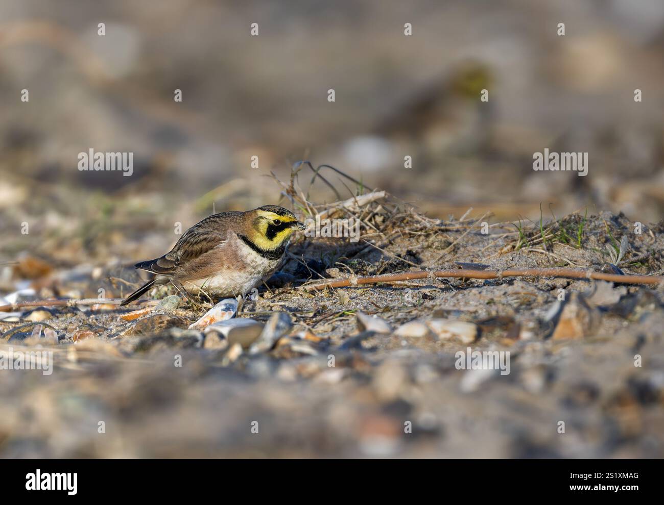 A small group of Shore Lark Eremophila alpestris frequent the shingle ...