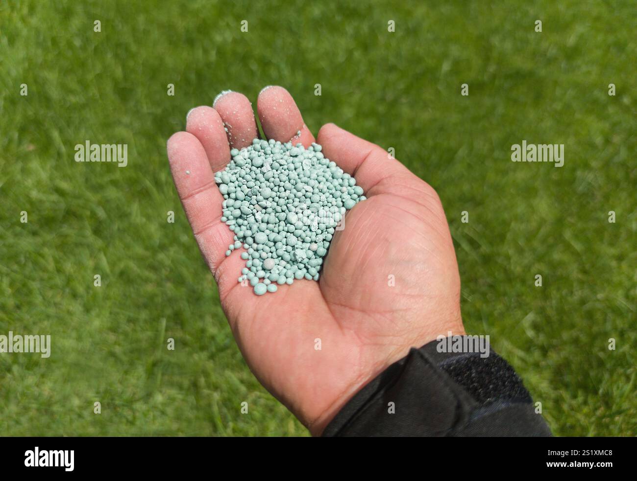 Grass fertilization with granulated phosphor. The gardener holds a ...