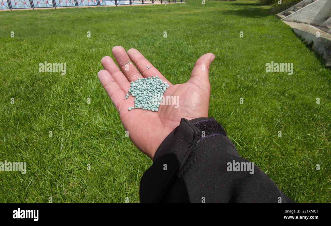 Grass fertilization with granulated phosphor. The gardener holds a ...