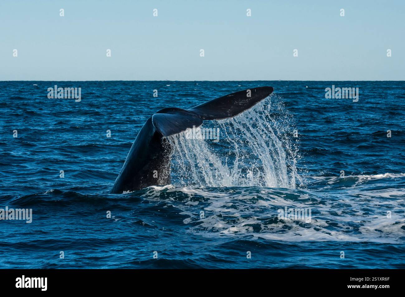 Sohutern right whale tail lobtailing, endangered species, Patagonia ...