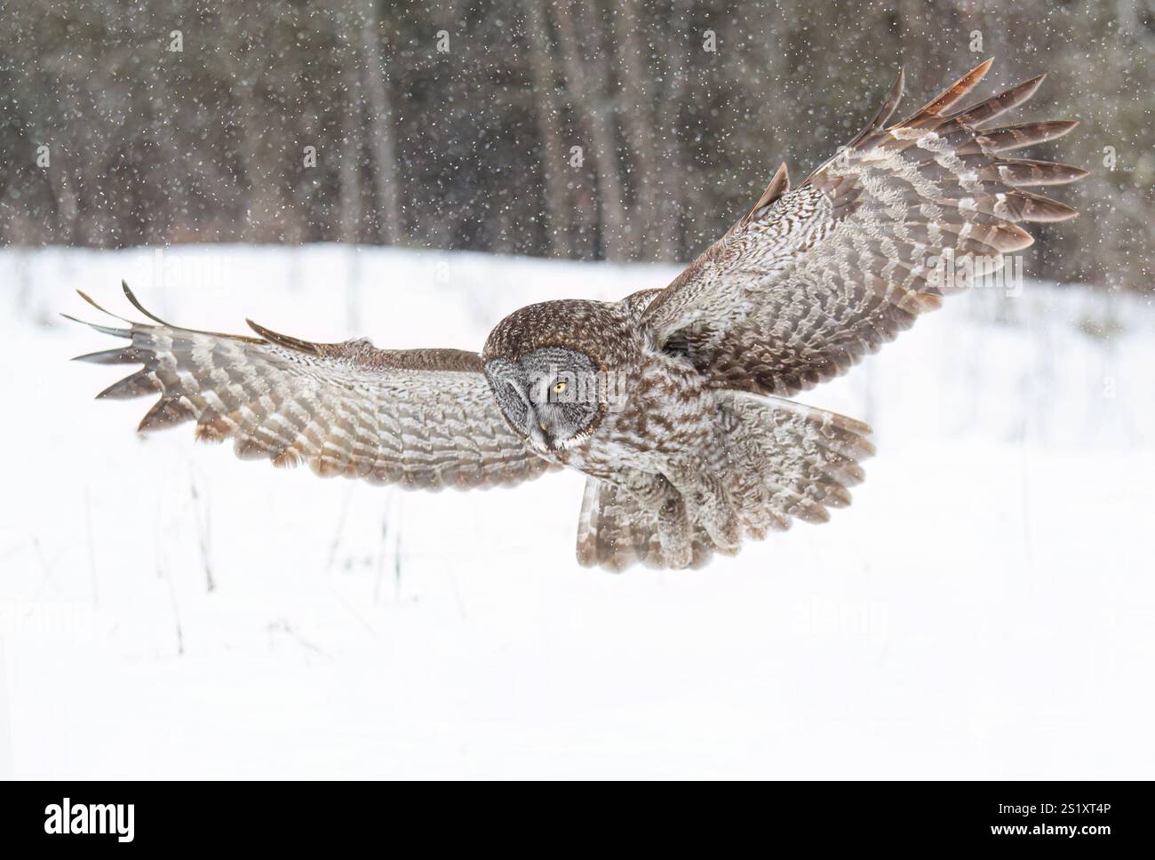 Great grey owl (Strix nebulosa) with wings spread out prepares to ...