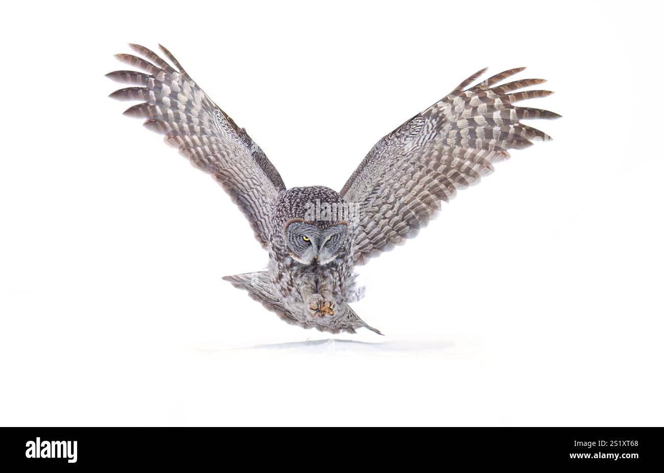 Great grey owl (Strix nebulosa) with wings spread out prepares to ...