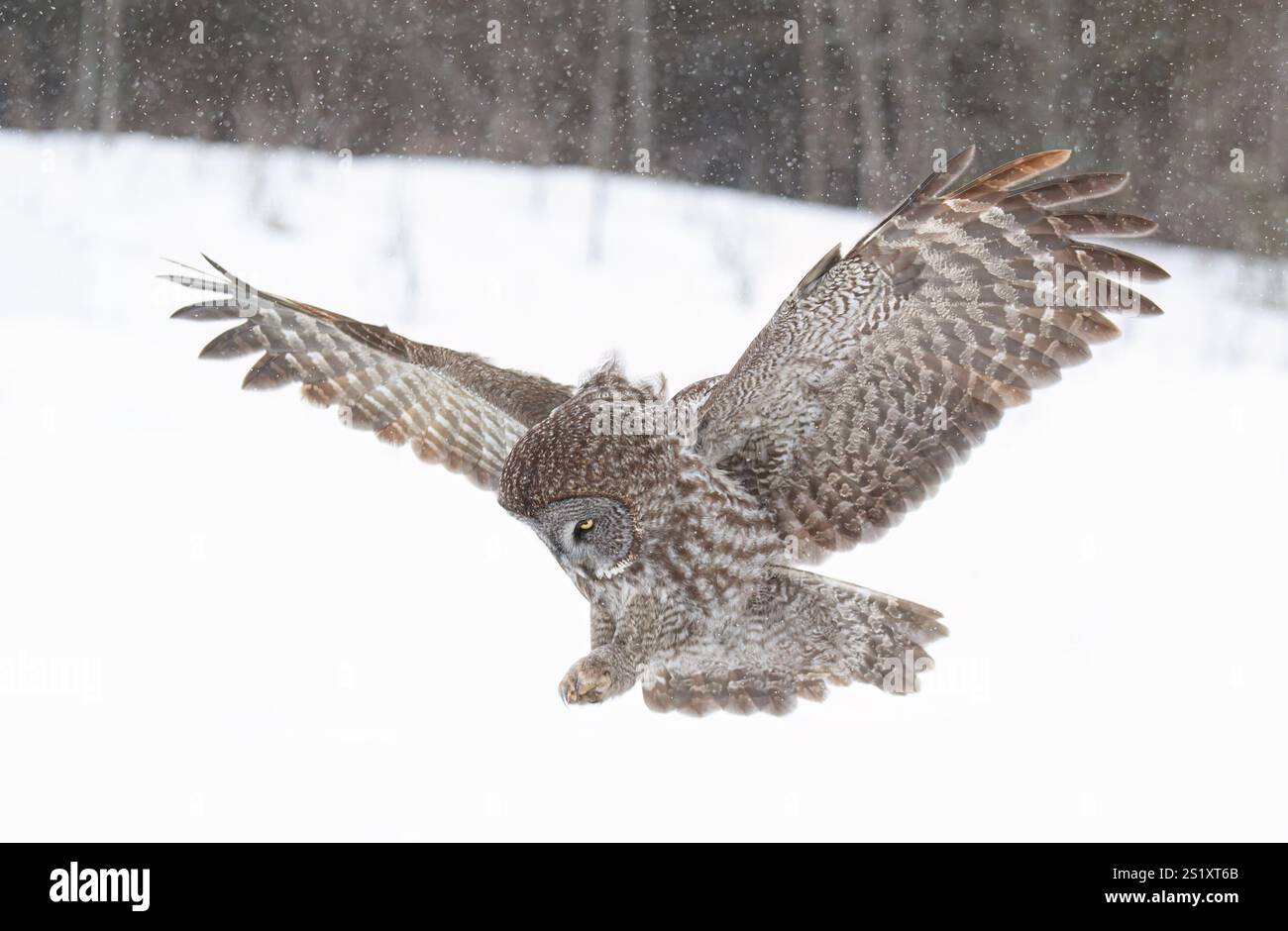 Great grey owl (Strix nebulosa) with wings spread out prepares to ...