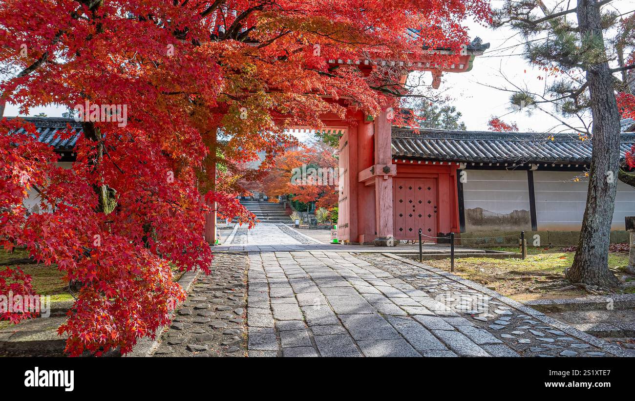 A stunning view of vibrant red maple leaves forming a canopy over the ...