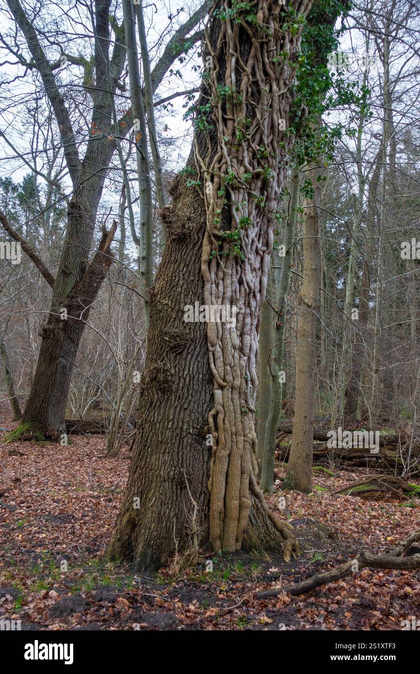 Die Kletterpflanze Efeu an einem Baum im Wald in Prora auf der ...