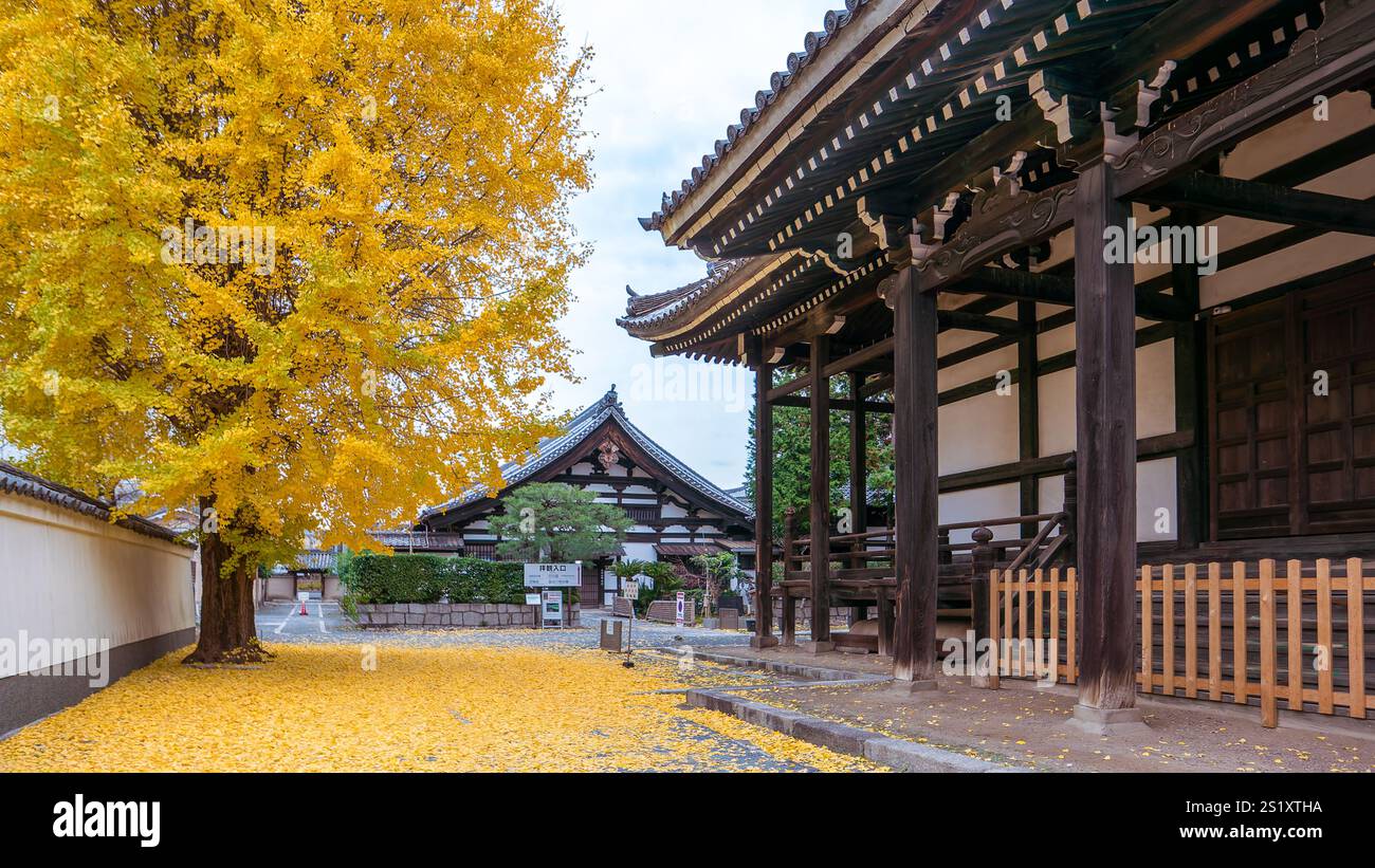 A large ginkgo tree with vibrant golden leaves stands beside a ...