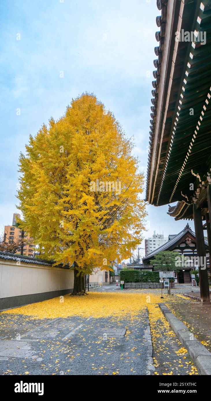 A large ginkgo tree with vibrant golden leaves stands beside a ...