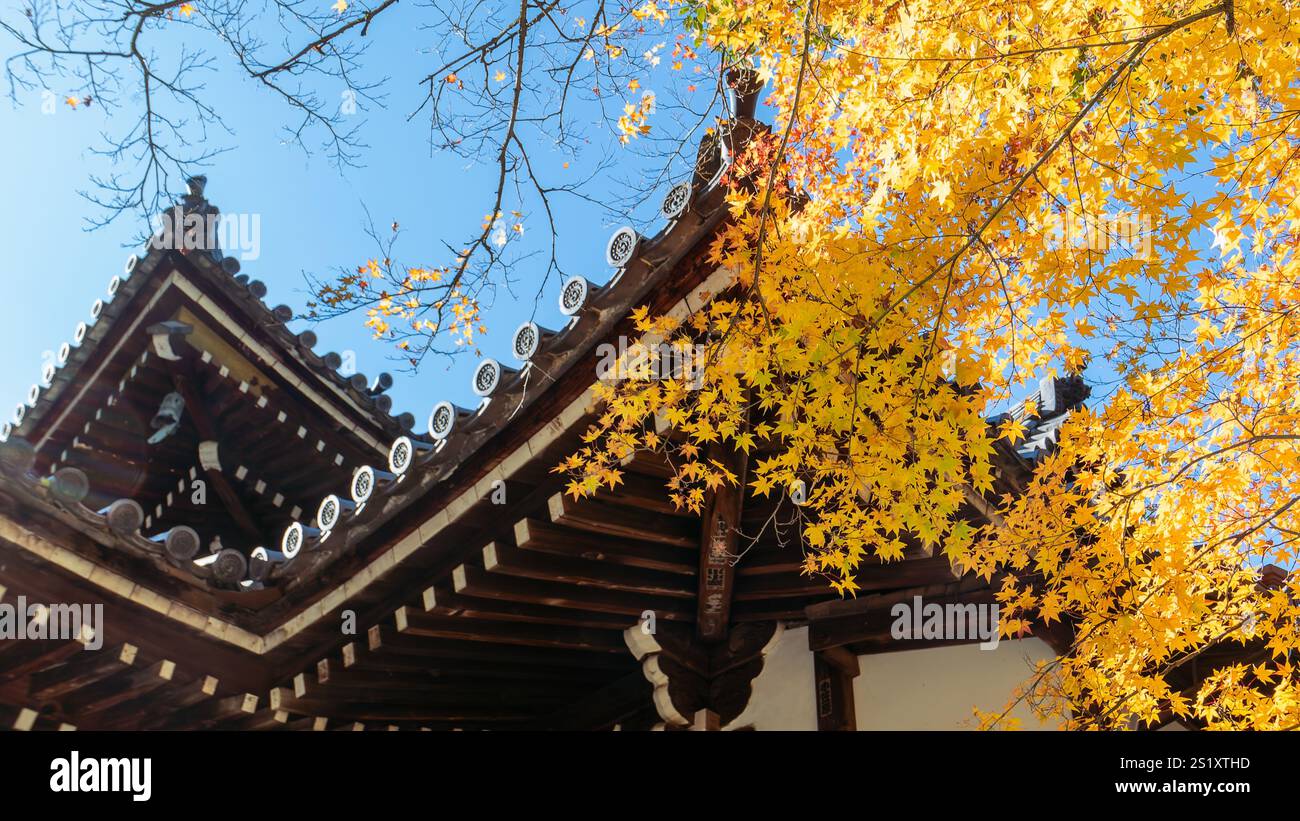 Vibrant yellow maple leaves frame the dark wooden eaves and tiled roof ...