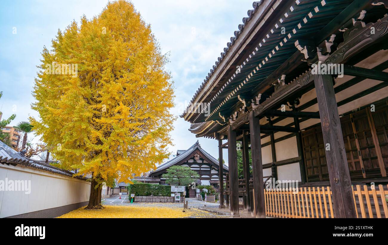 A large ginkgo tree with vibrant golden leaves stands beside a ...