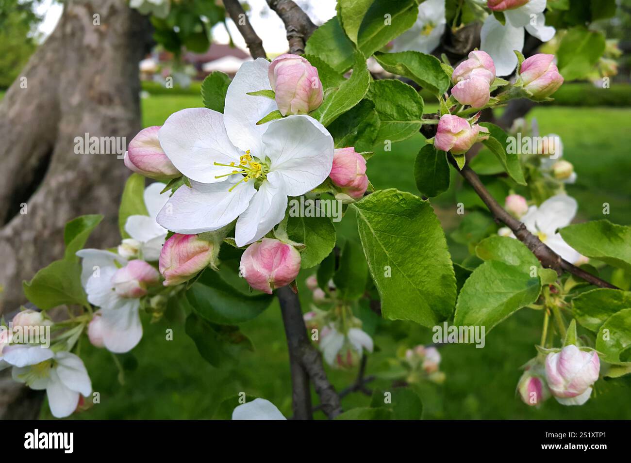 Branch of a spring apple-tree with beautiful white flowers Stock Photo ...