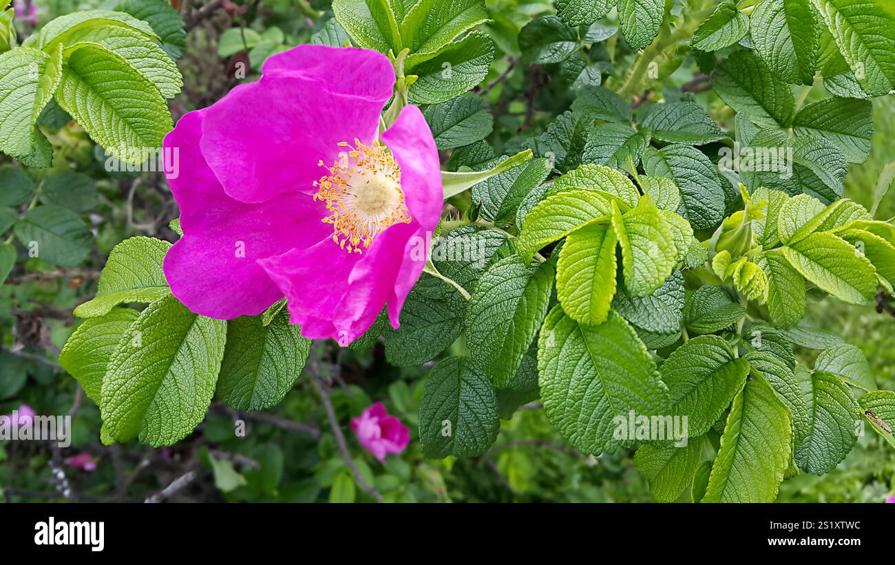 Prickly pink flower thorns hi-res stock photography and images - Alamy