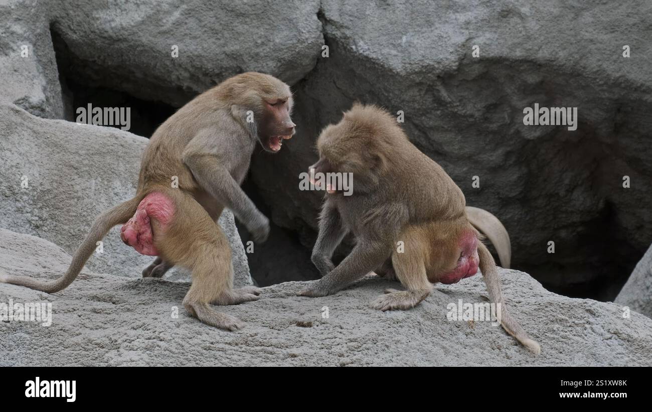 Zoo baboon playing fighting hi-res stock photography and images - Alamy