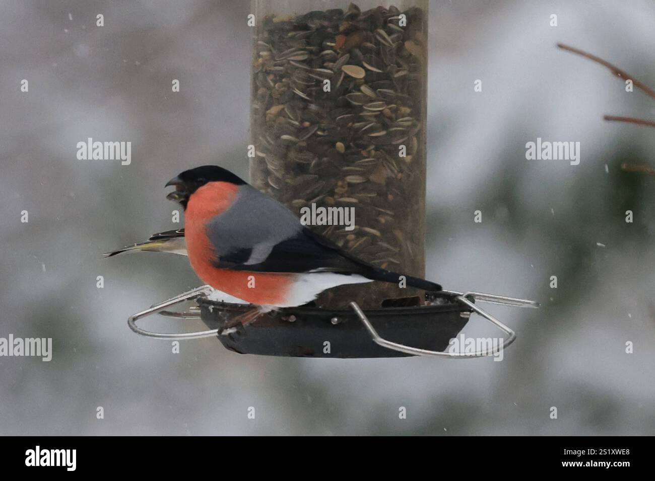 Wetter, Winter, Vögel an einer Futterstelle, Vogel, Der Gimpel Pyrrhula ...