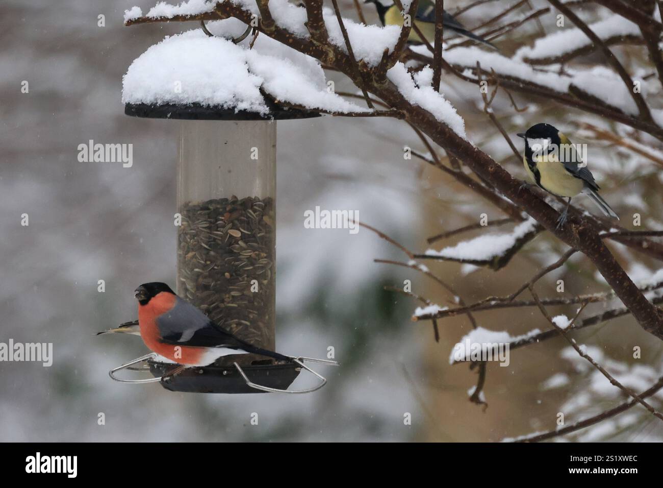 Wetter, Winter, Vögel an einer Futterstelle, Vogel, Der Gimpel Pyrrhula ...