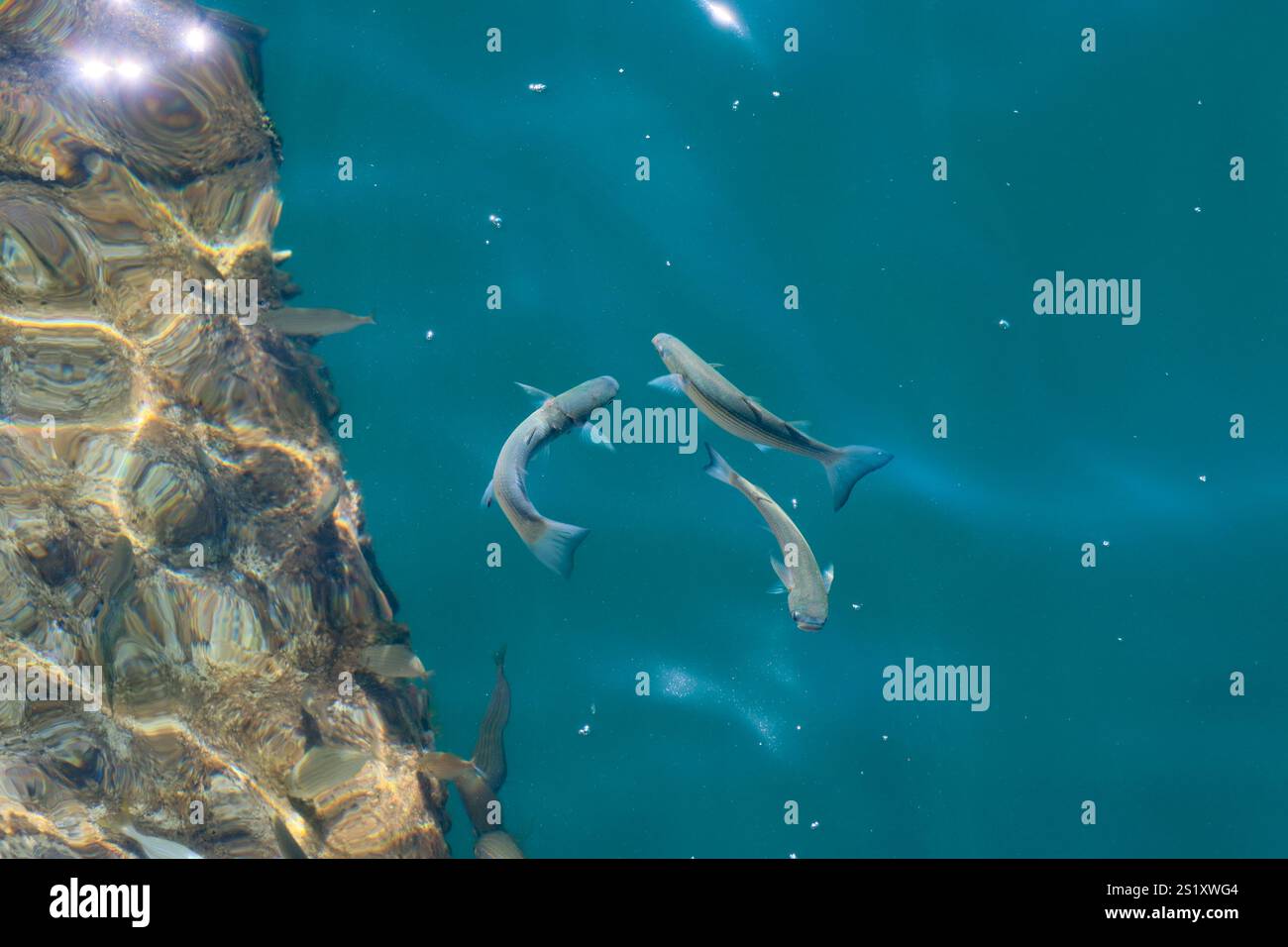 big fish in blue water Stock Photo - Alamy