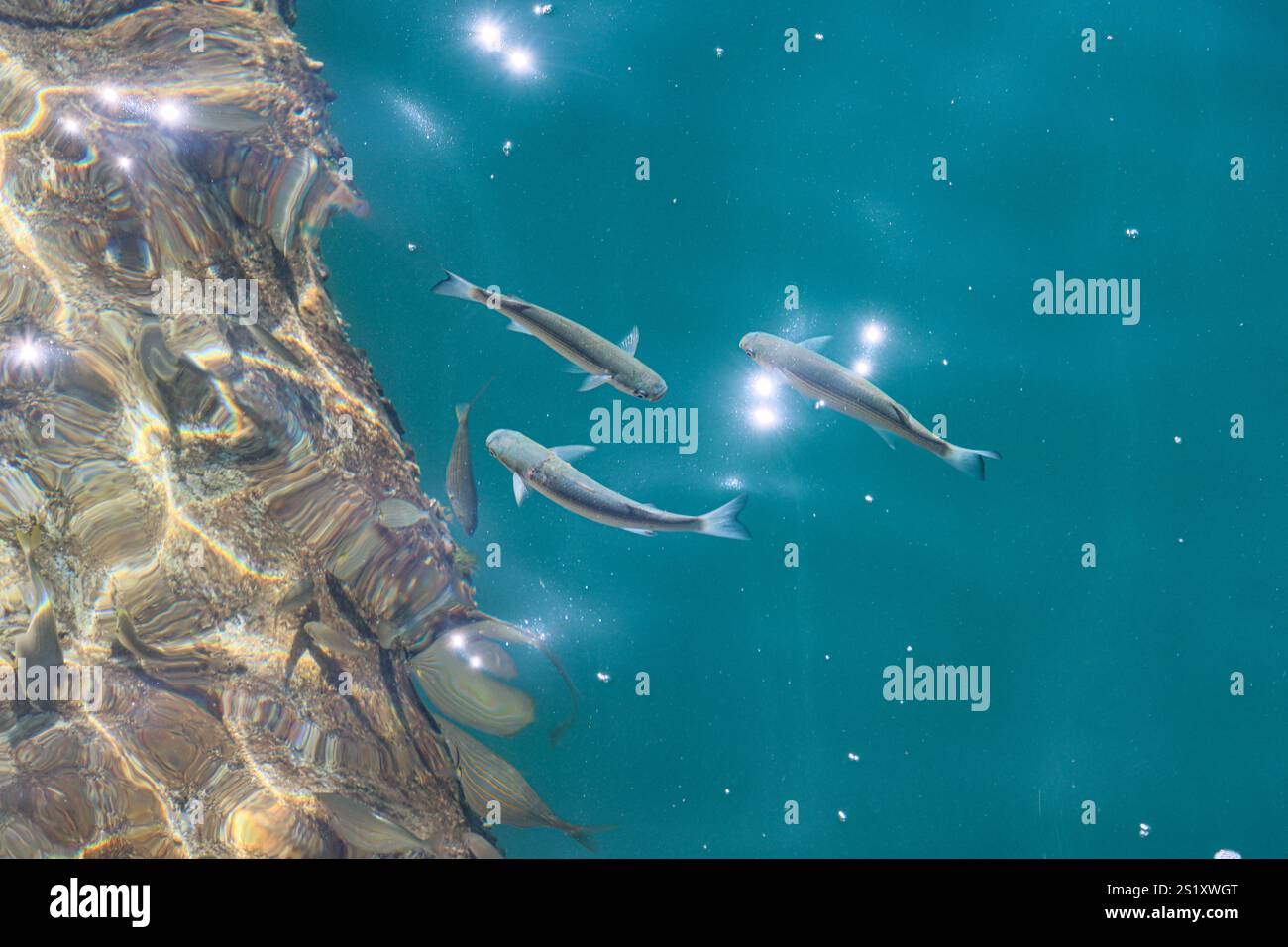 big fish in blue water Stock Photo - Alamy