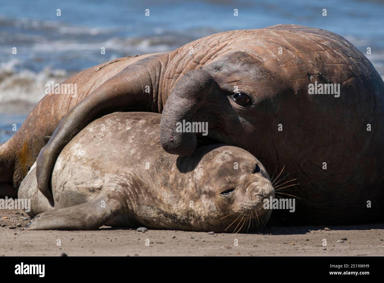 Elephant seals mating, Peninsula Valdes, Chubut Province, Patagonia, Argentina Stock Photo - Alamy
