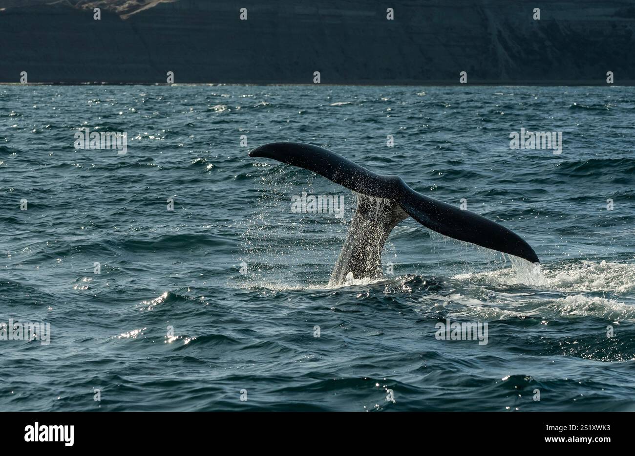 Sohutern right whale tail lobtailing, endangered species, Patagonia ...