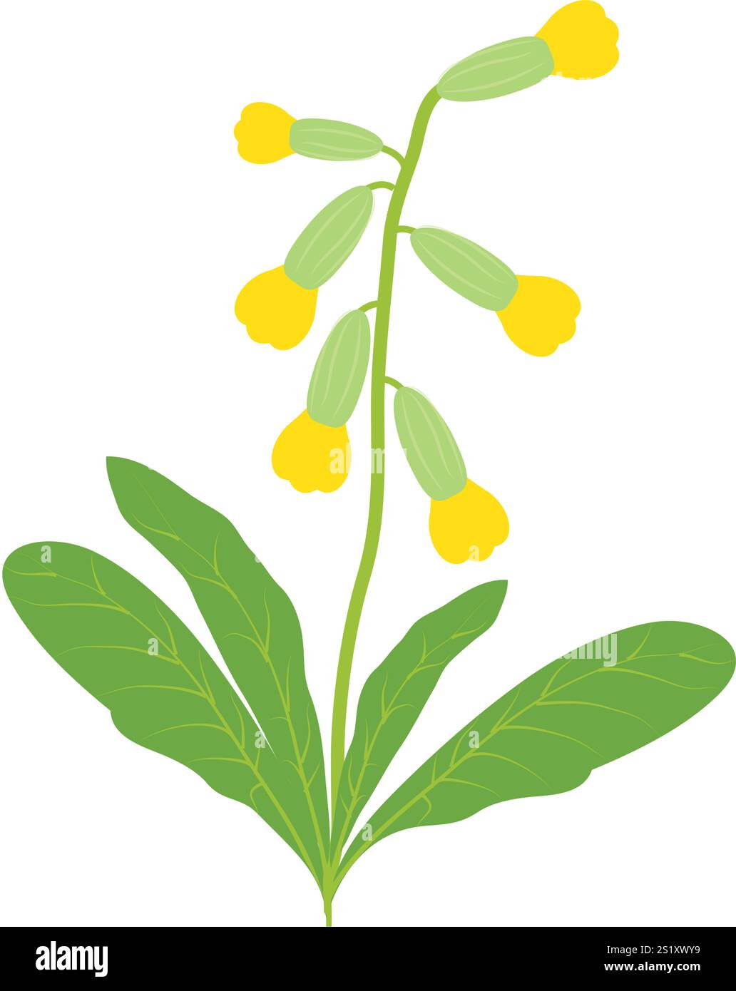Primrose primula veris Stock Vector Images - Alamy