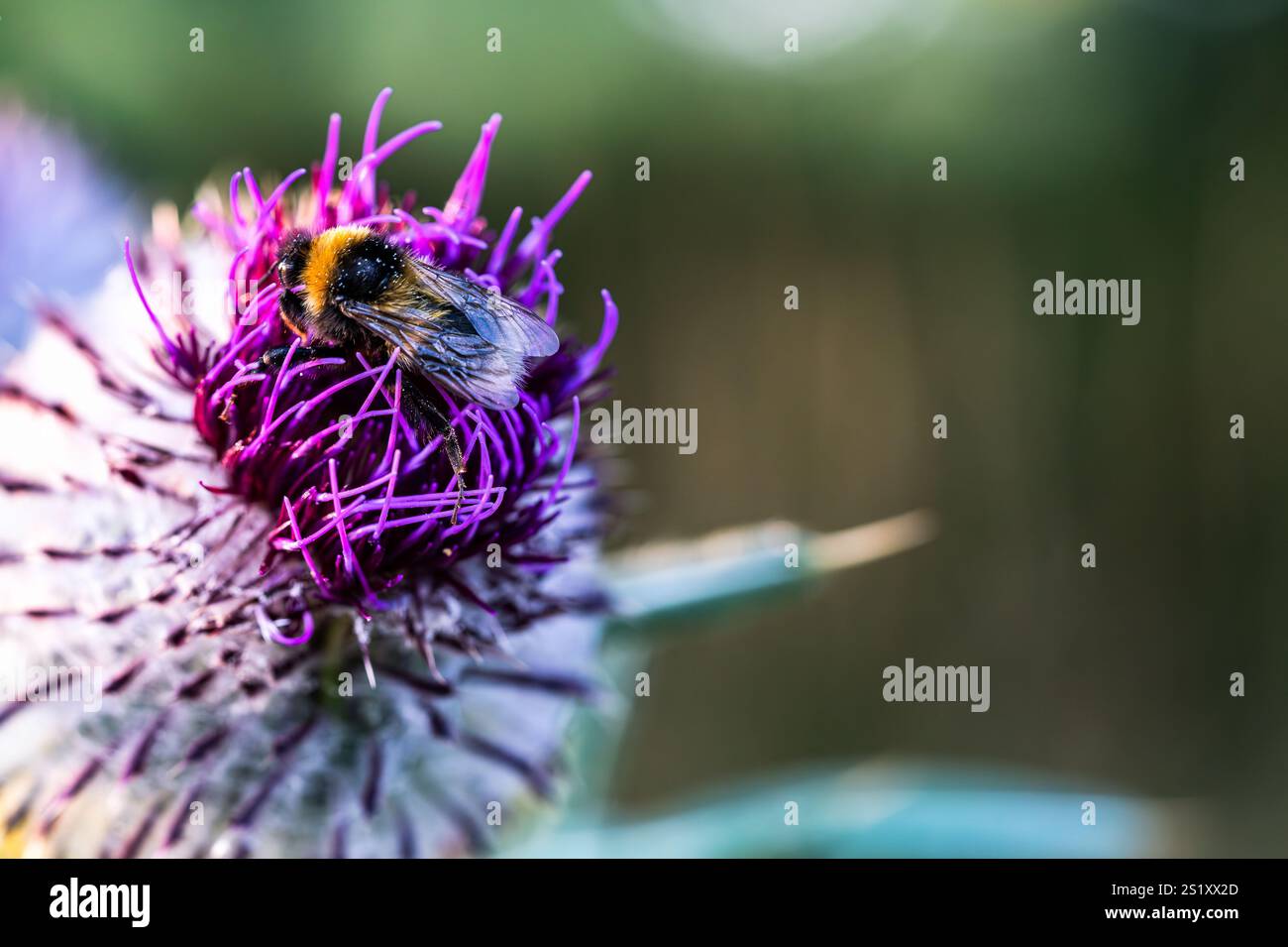 A bumblebee resting on a Woolly Thistle flower up close Stock Photo - Alamy