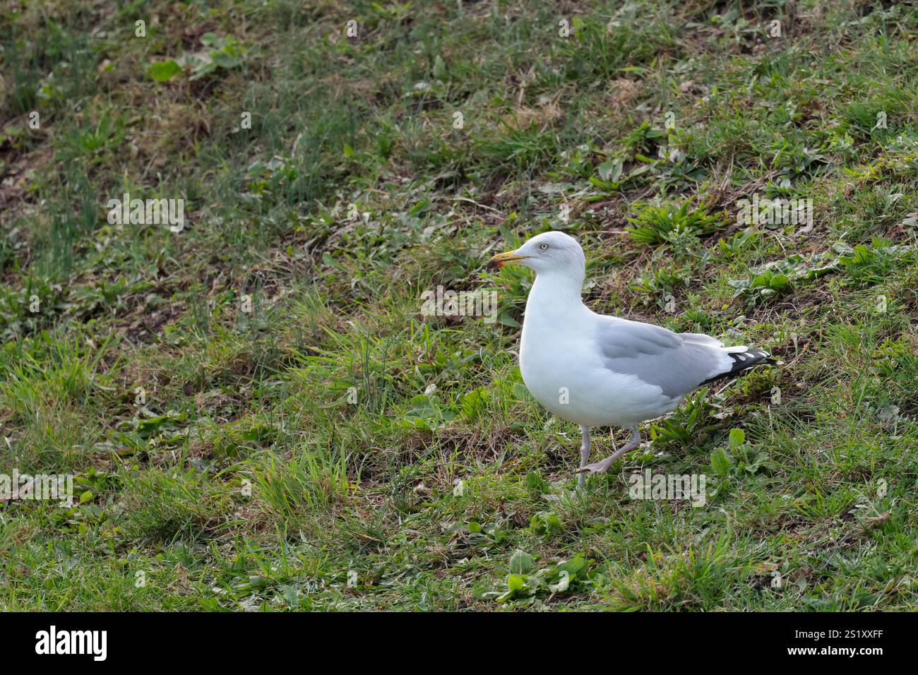 Feet shuffling gull attracts worms to surface hi-res stock photography ...