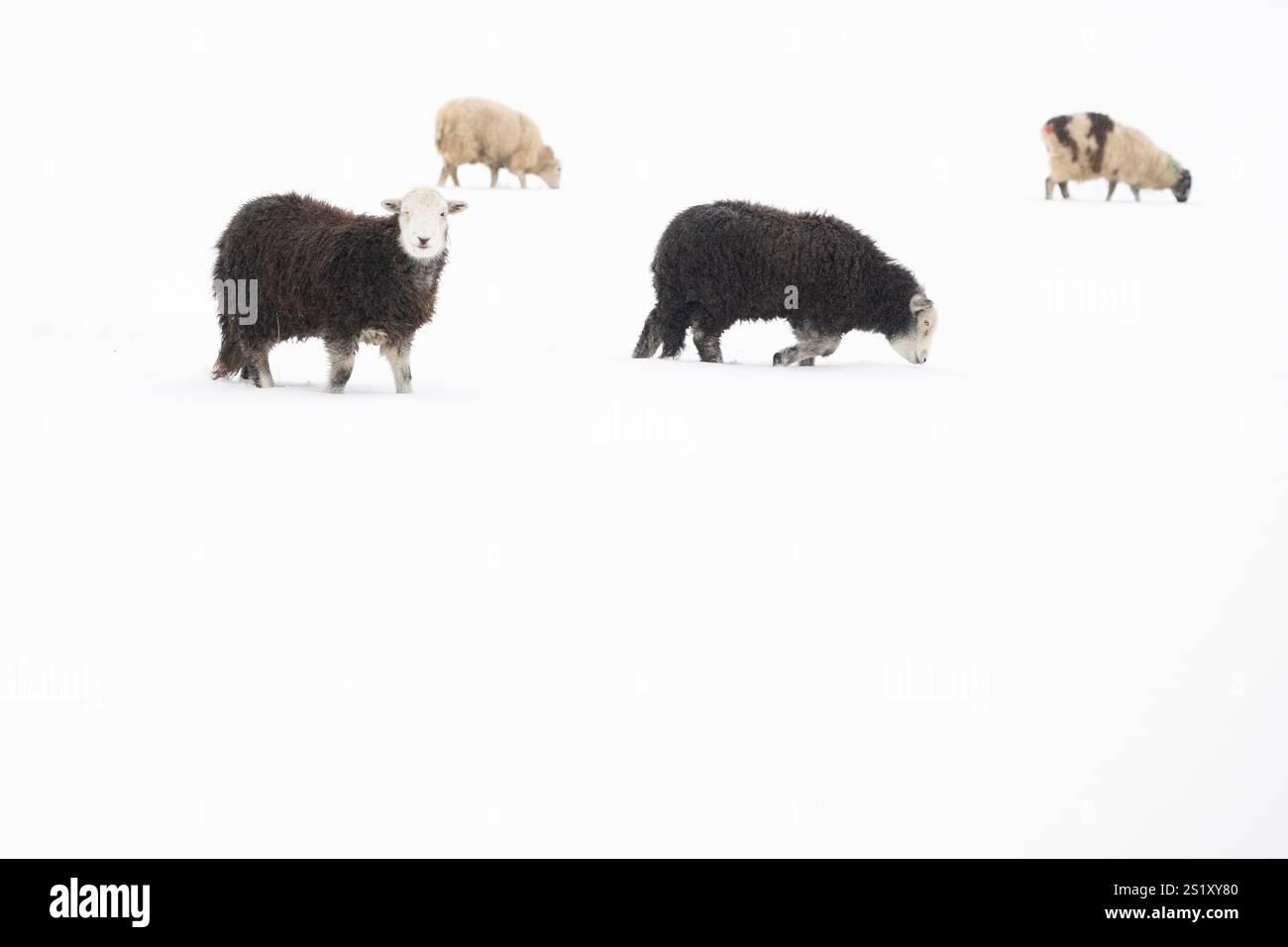 Burley in Wharfedale, Ilkley, West Yorkshire, UK. 5th Jan, 2025. UK ...