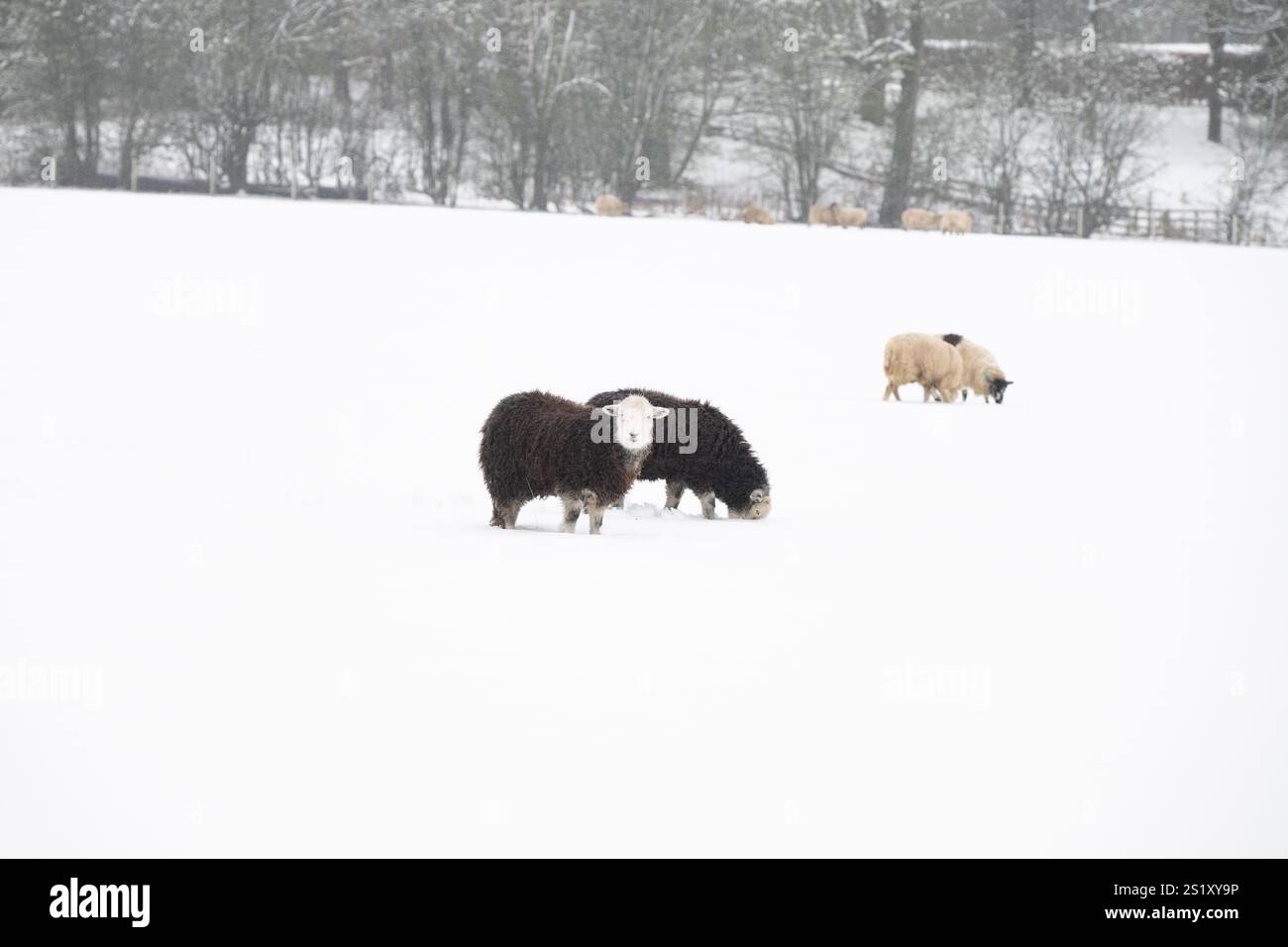 Burley in Wharfedale, Ilkley, West Yorkshire, UK. 5th Jan, 2025. UK ...